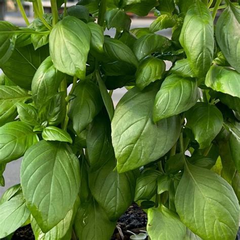 Basil Emerald Towers