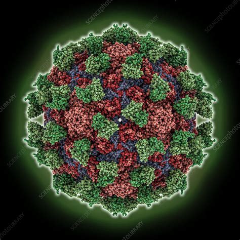 Enterovirus Capsid Complexed With Antibody Molecular Model Stock