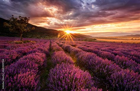 Lavender Fields Sunrise