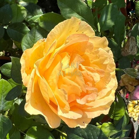 Rosa Bataclan ®° Tan94488 Floricoltura Lari