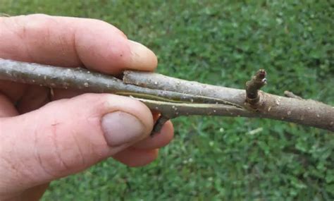 Why Are Fruit Trees Grafted Everything You Need To Know