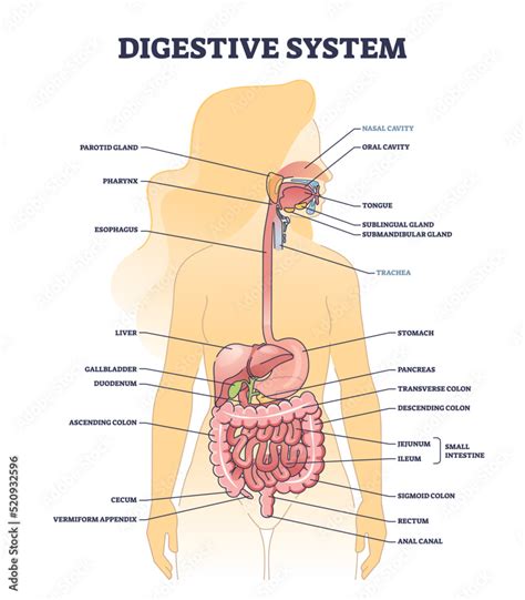 Digestive System Medical Body Structure Description Outline Diagram
