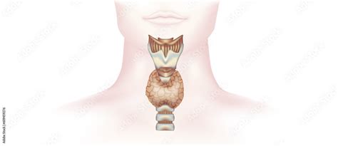 Hypothyroidism Vs Hyperthyroidism Healthy And Unhealthy Thyroid Test