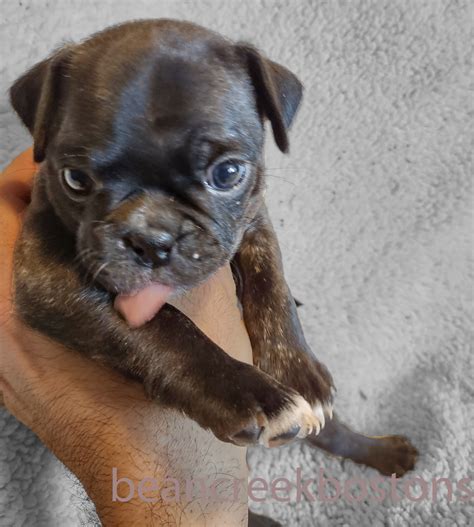 Bean Creek Bostons 1 Breeder In Michigan Of Boston Terriers Pugs