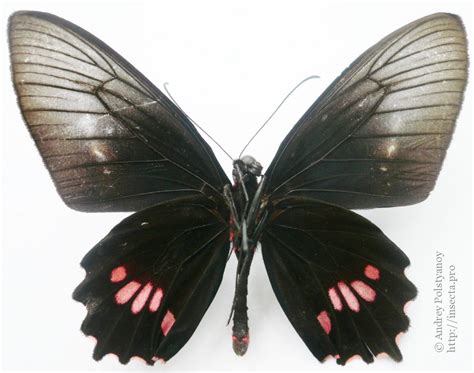 Photo 64756 Parides Lysander Parsodes