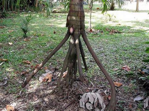 These Trees In Ecuador Are Walking Wordlesstech