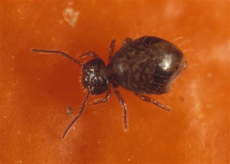 Spring Forward Like A Springtail Ufifas Extension Sarasota County