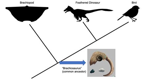 Pri Announces Discovery Of Feathered Brachiopod Fossil — Paleontological Research Institution