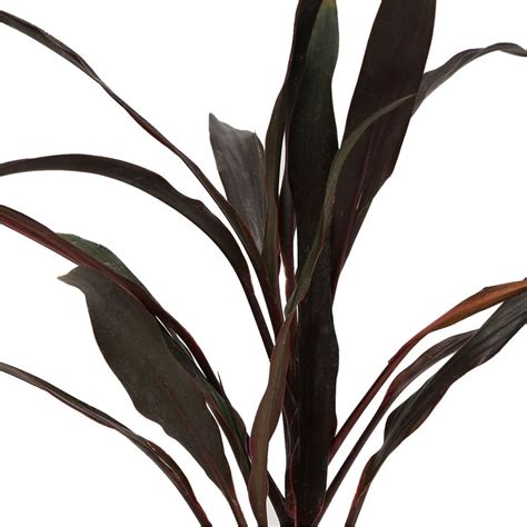 Well Watered Dracaena Red Ruby Plant Aloe Barbadensis At Rs 249 Piece