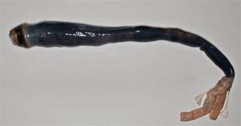 Giant Shipworm Loses Its Shell And Invades Our Nightmares Cnet