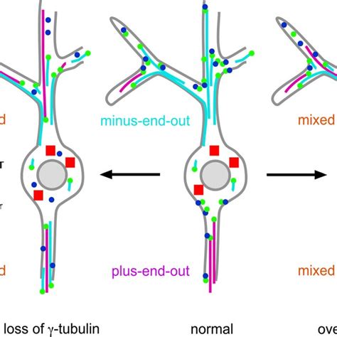 Morphology Of Dendritic Arborization Neurons During Dendrite