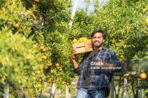 행복 한 아시아 남자 오렌지 농장 주인은 나무 상자를 들고 엄지 손가락을 들고 야외에서 일하는 매력적인 노인 야외에서 일하는