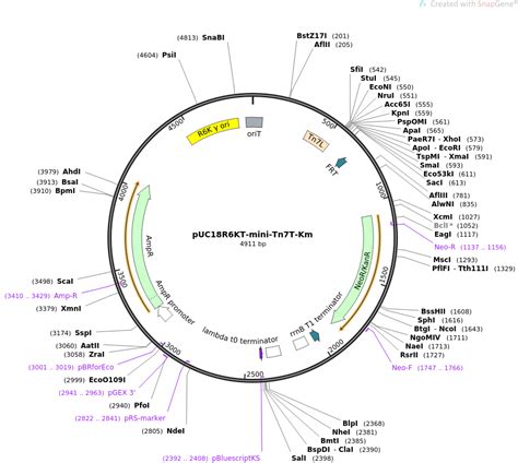 Puc18r6kt Mini Tn7t Km载体质粒图谱、序列、抗性、价格、测序引物、大小等信息生物风载体