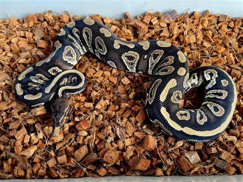Blackhead Mystic Ball Python By On The Ball Pythons Morphmarket
