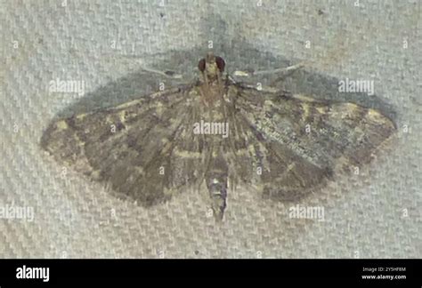 Yellow Spotted Webworm Moth Anageshna Primordialis Insecta Stock