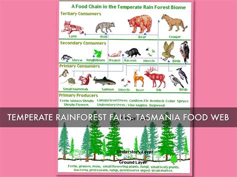 Temperate Rainforest Food Chain