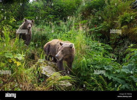 Usa Alaska Katmai National Park Two Coastal Brown Bear Cubs Ursus