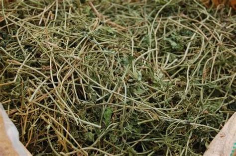 Apex Green Passiflora Incarnata Leaves Packaging Size 25 Kg Bag At Rs