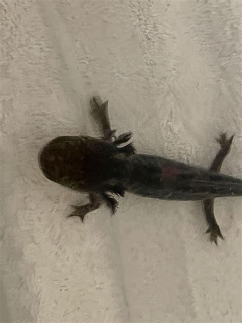 Stitch And His Progression Raxolotls