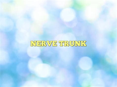 Nerve Trunk Definition And Meaning