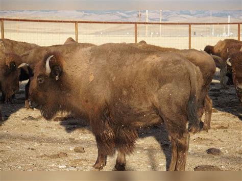 Mature Bred Cows Gate Cut At Loadout Quality Auction Services