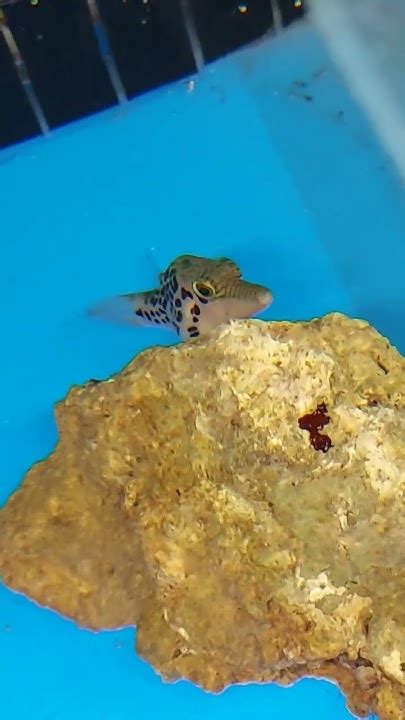 水面視角 豹紋日本婆 Canthigaster Leoparda 豹紋尖鼻魨 河豚pufferfish Pufferfish 河豚