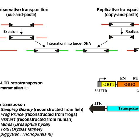 Class Ii Dna Transposon System A Structure Of The Transposon The