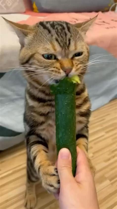 Чей кот 🐈‍⬛ 😂 Funny Cats With Cucumbers Cats And Cucumbers Funny