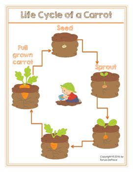 Life Cycle Of A Carrot Mini Poster And Flash Cards Life Cycles