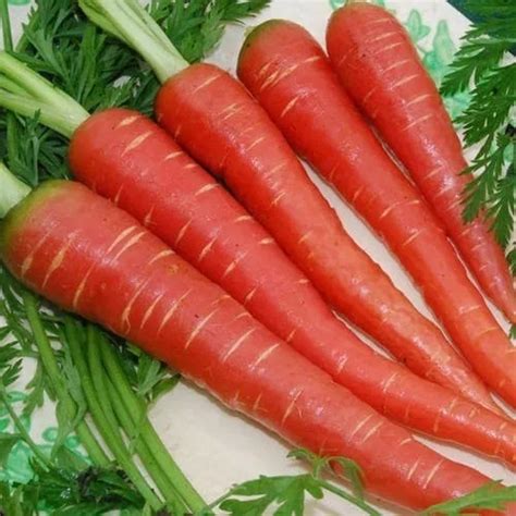 Pure And Natural Commonly Cultivated Conical Shaped Fresh Carrot Moisture 11 67 At Best