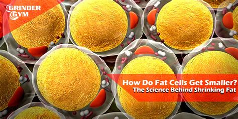 How Do Fat Cells Get Smaller The Science Behind Shrinking Fat