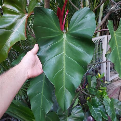 Mature Philodendron Red Congo Rmatureplants
