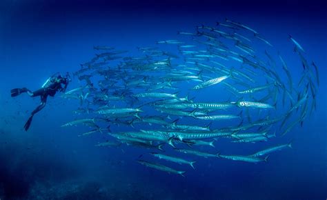 Otvoreno More Alen Soldo U Zadnja Tri Desetljeća Zabilježen Je