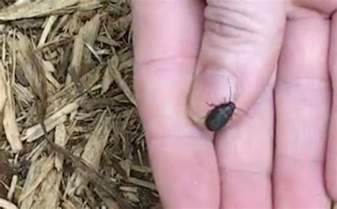 Zoo Atlanta Names Cockroach Tom Brady To Honor Super Bowl Bet