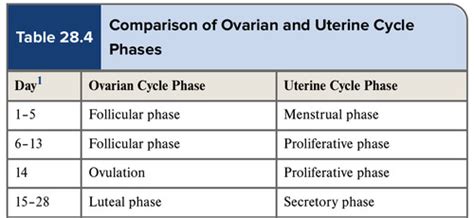 Aandp Chapter 28 Reproductive System Cell Cycle And Female Flashcards