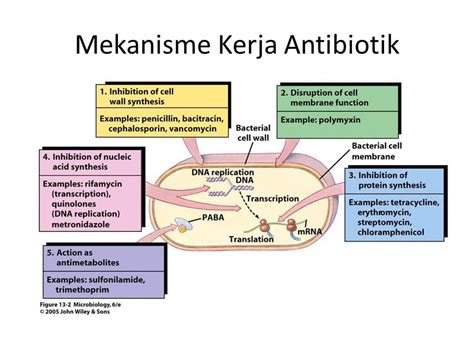Cara Kerja Antibiotik Yang Perlu Diketahui Dan Pahami Matob