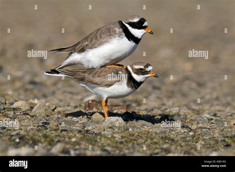 Common Ringed Plover Charadrius Hiaticula Pair Mating Noord Holland The Netherlands Stock