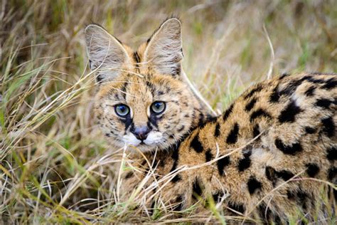 White African Serval Cat Serval Size Habitat And Reproduction What Is