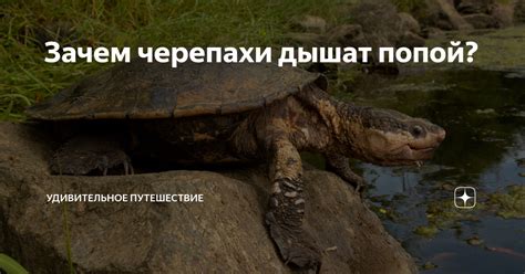 Зачем черепахи дышат попой? | Удивительное путешествие | Дзен