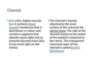 1 Anatomy And Embryology Lecture Of The Eyepdf