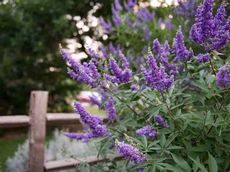 Best Flowering Trees For North Texas Treeland Nursery