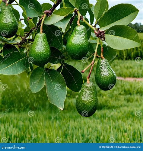Avocado Tree Branch With Avocados Stock Illustration Illustration Of