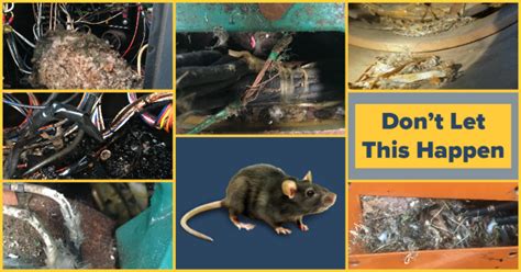 Rodents Kill Generators Heres How To Stop Them P3 Generator Services