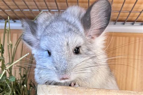 晚安为我而眠我的妹妹叫什么名字御宅社