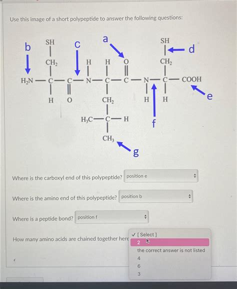 Solved Use This Image Of A Short Polypeptide To Answer The