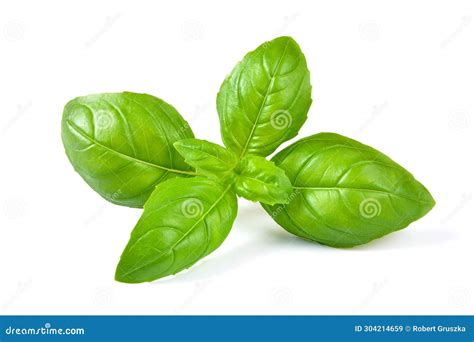 Basil Leaf Stock Image Image Of Herb Leaf Basil Neutral 304214659