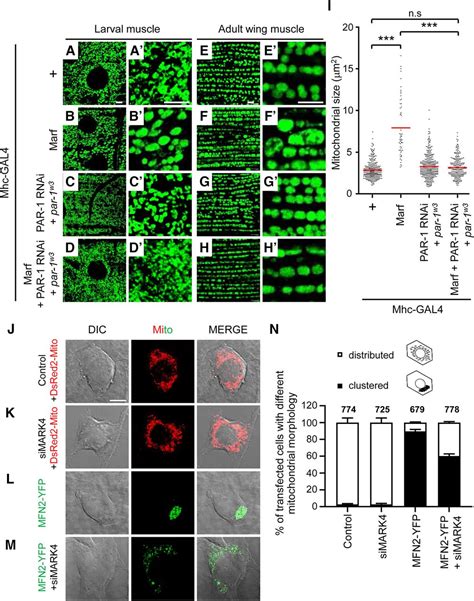 A Novel Interaction Between Mfn2marf And Mark4par 1 Is Implicated In