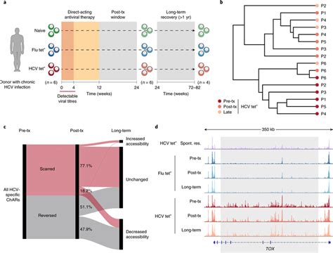 Epigenetic Scars Of Exhaustion Are Retained Long Term Following