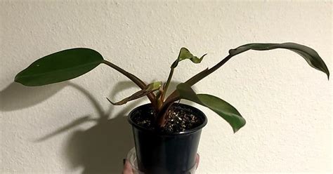 P Congo Rojo Album On Imgur