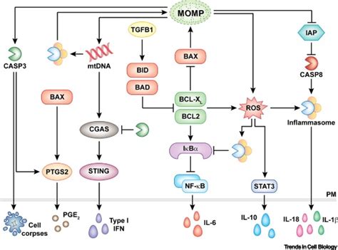 Bcl 2 Pathway